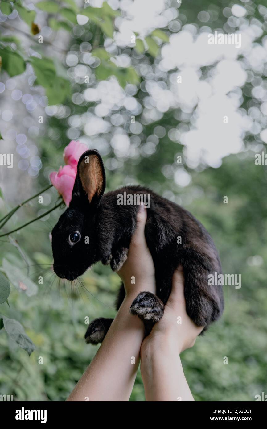 Adorable easter bunny rabbit held up against flowers and green back ...