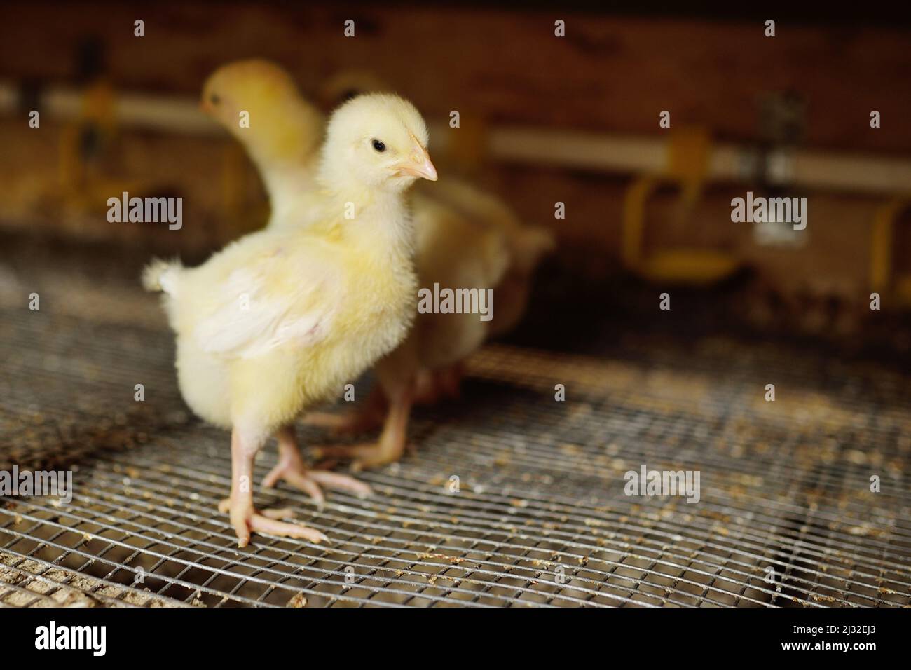 broiler chickens in the aviary against the background of equipment for ...