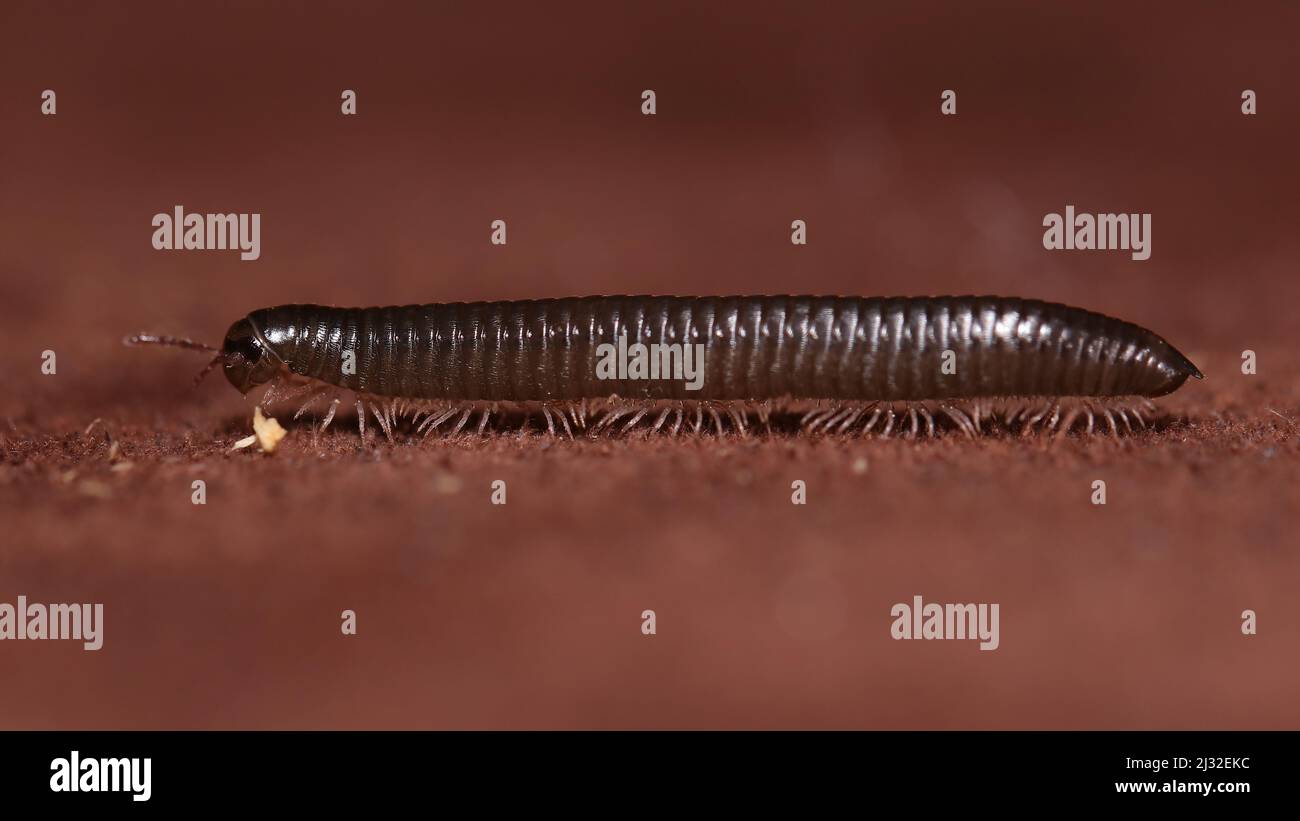 Myriapoda TACHYPODOIULUS NIGER Stock Photo - Alamy
