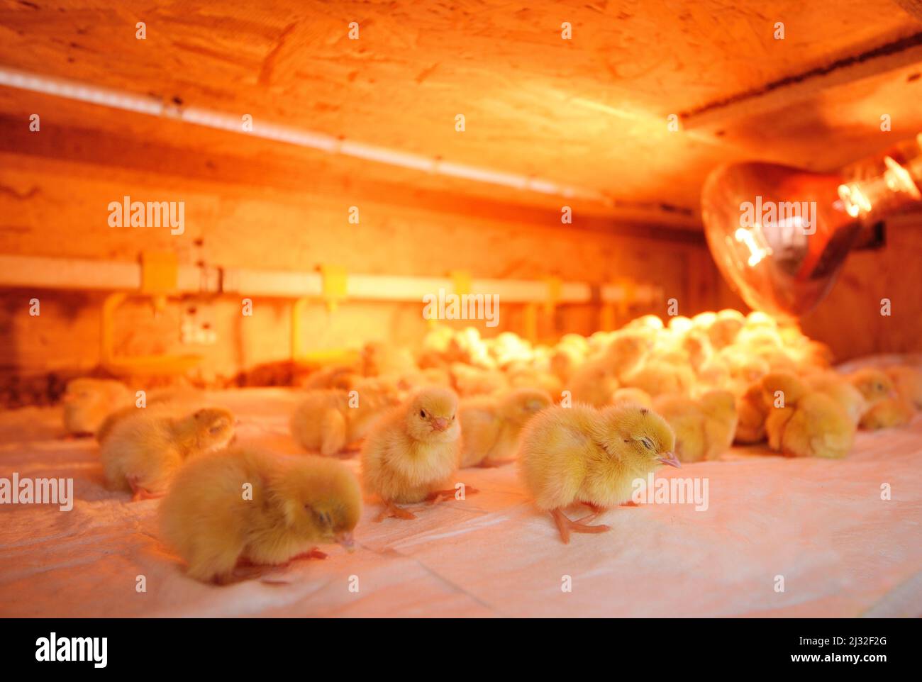 Poultry farm chickens drinking water hi-res stock photography and ...