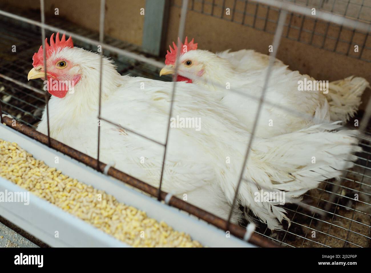 broiler chickens eat food close-up on a poultry farm Stock Photo - Alamy