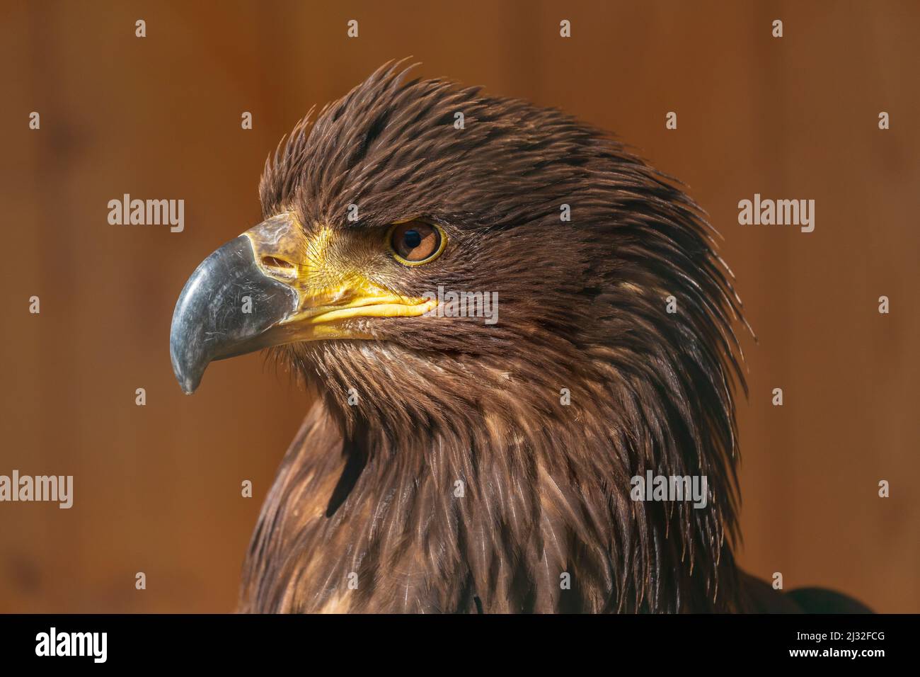 Yellow and black bird with brown crown on head hi-res stock photography ...