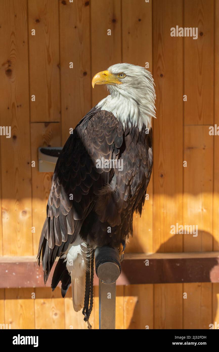 Bald eagle sitting on a perch. The eagle is falconry-guided and is ...