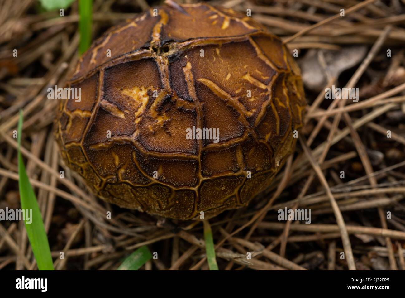 close-up of a boletus-type mushroom in a pine forest with an unfocused ...