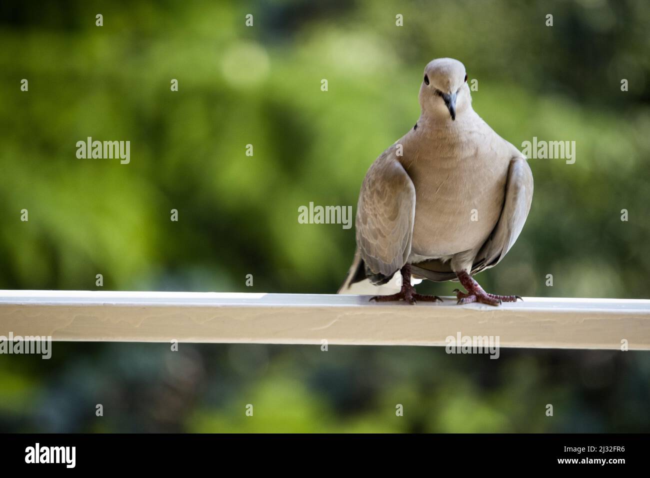 Dove italy hi-res stock photography and images - Alamy