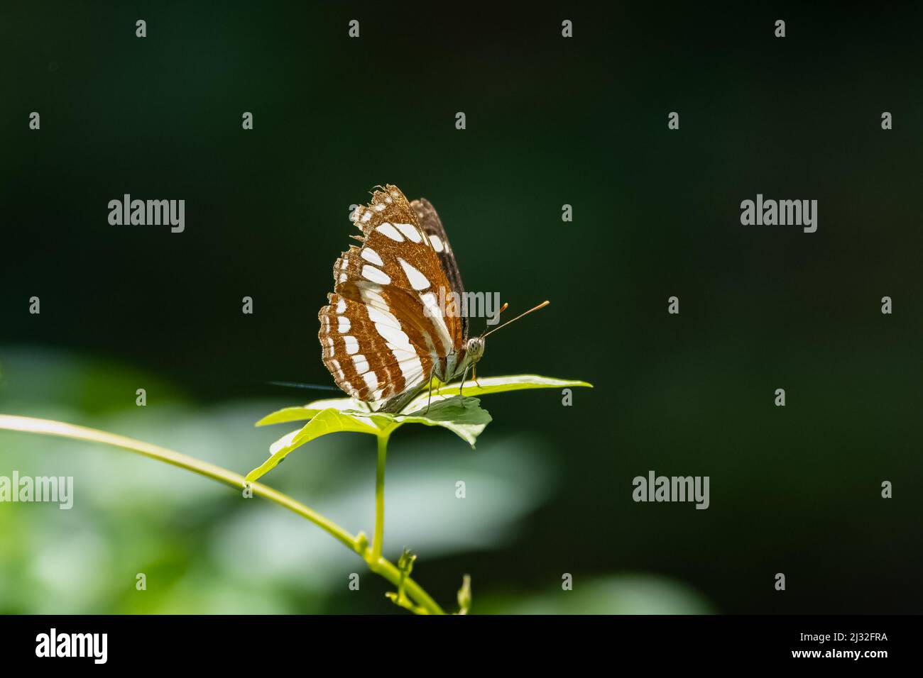 himalayn sergeant, Athyma opalina, brown and white butterfly in India ...