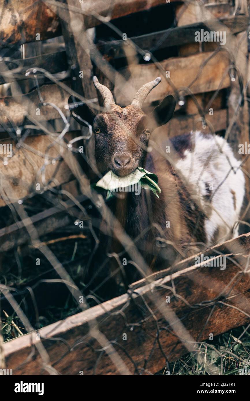 A white and brown female goat feeding in a caged goat house Stock Photo ...