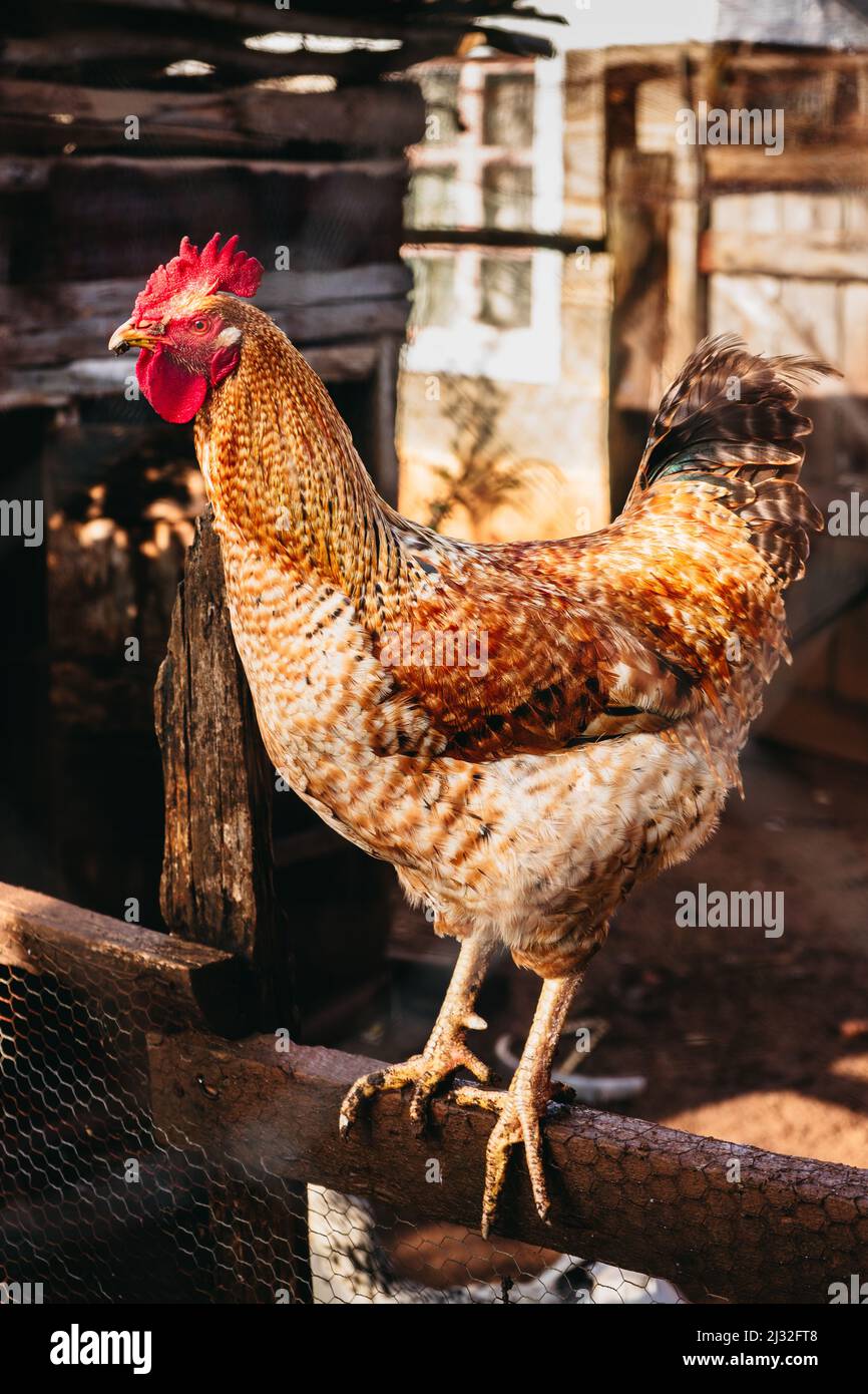 An adult rooster standing on a wood in a small hen house Stock Photo ...