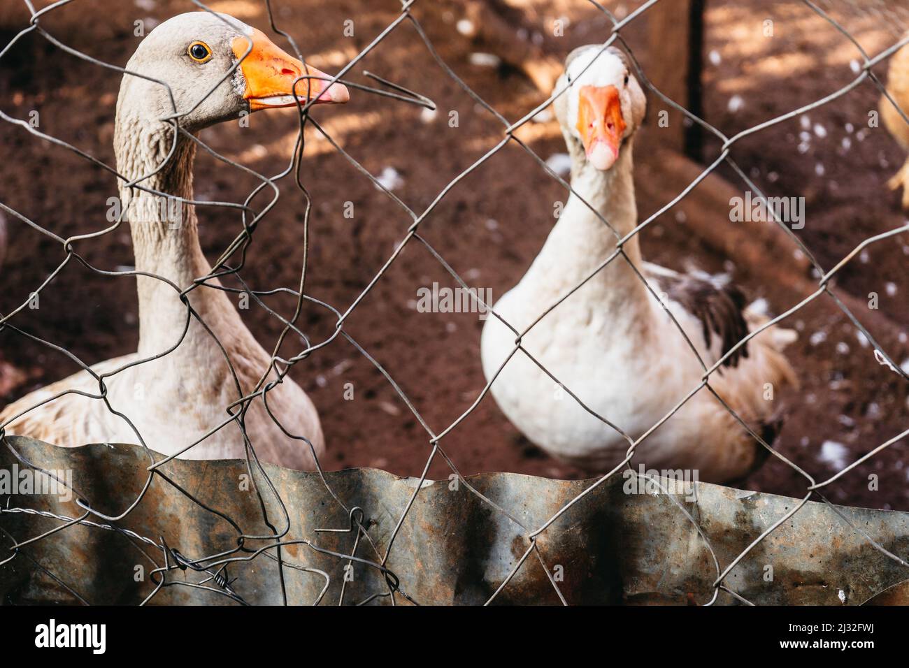 A close up of a beautiful goose in a caged poultry house Stock Photo ...