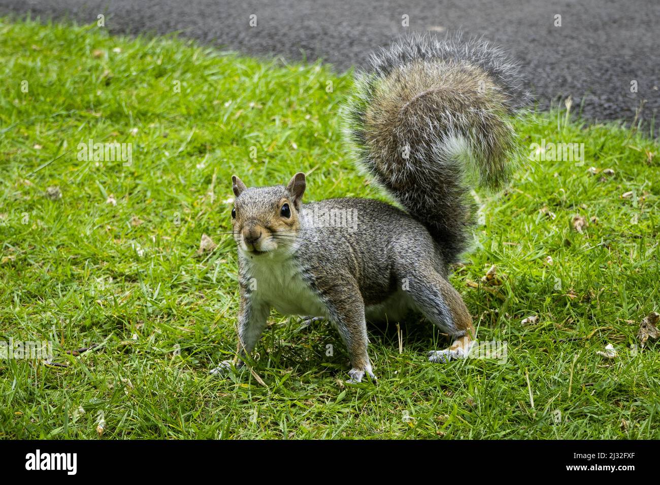 Scottish squirrel in a park in Edinburgh Stock Photo - Alamy