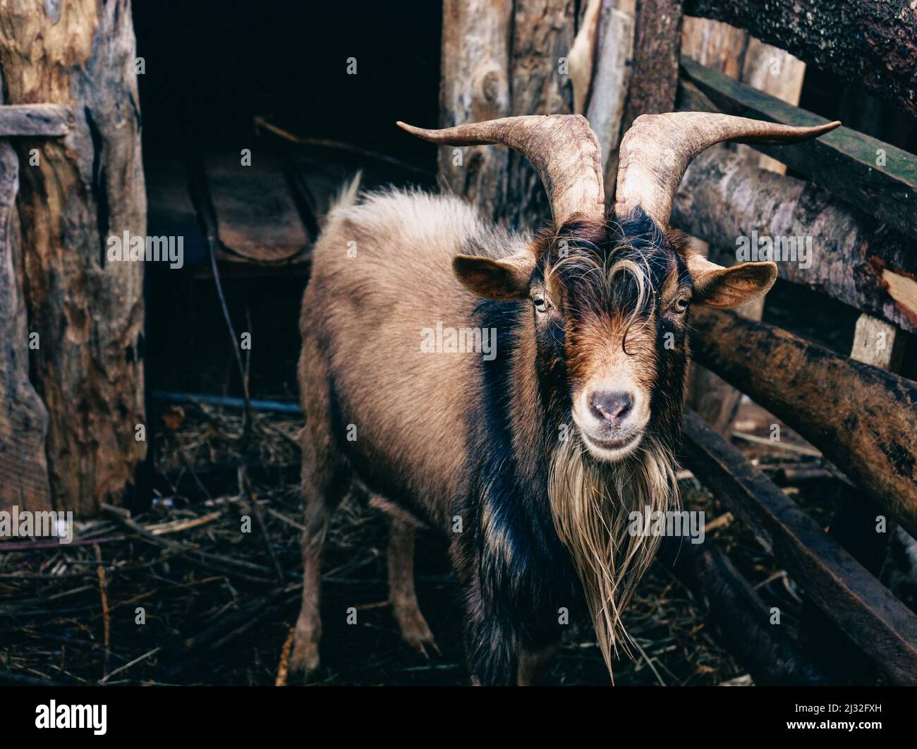 A black and brown male goat in a caged goat house Stock Photo - Alamy