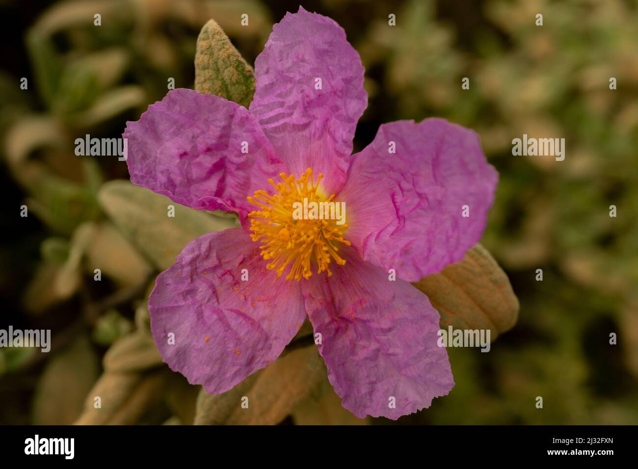 Little evening primrose hi-res stock photography and images - Alamy