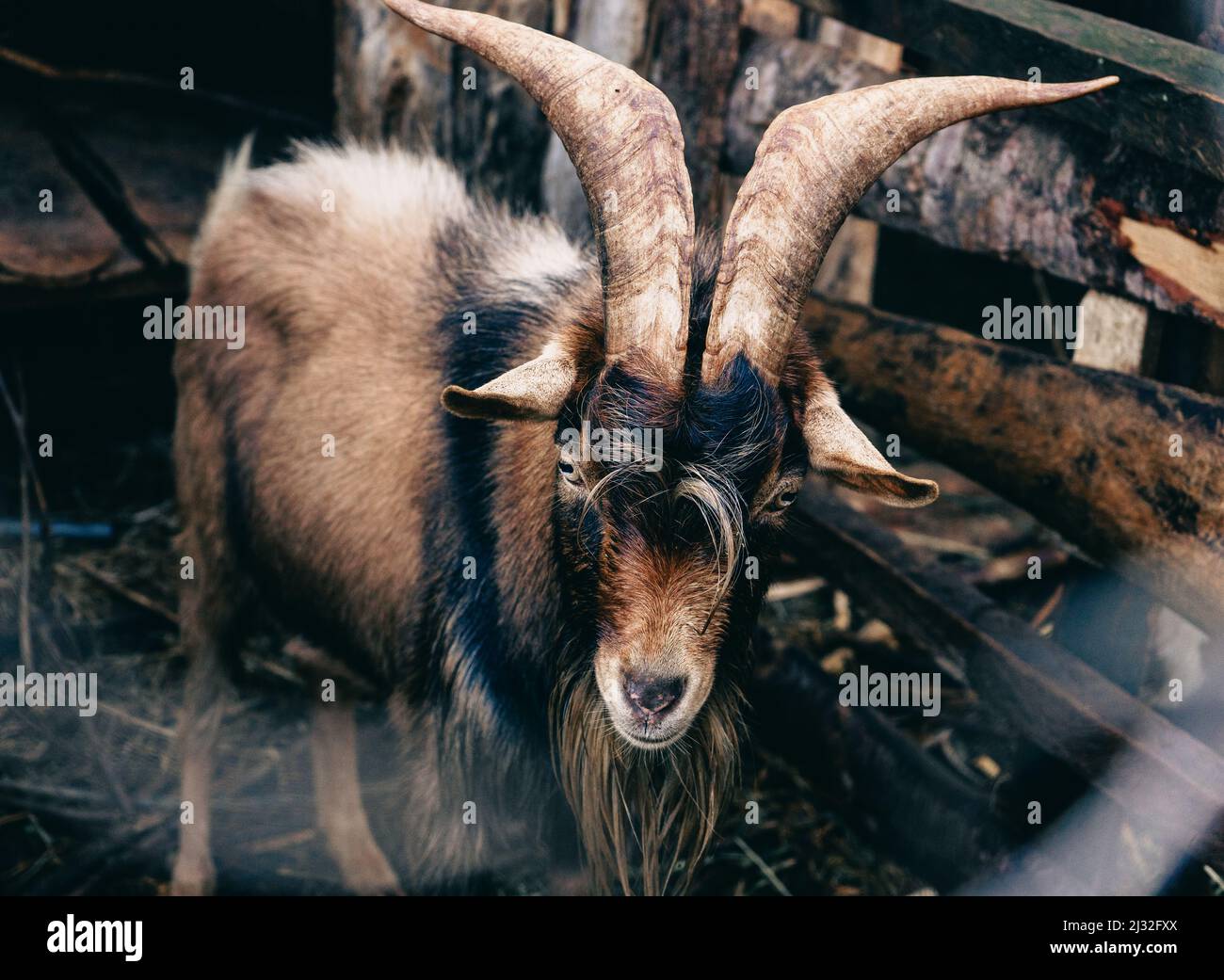 A black and brown male goat in a caged goat house Stock Photo - Alamy