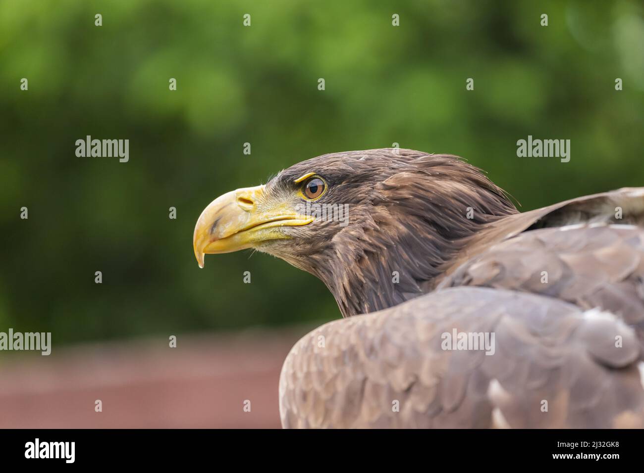 Portrait of an eagle's head. The view of the head is from the side. The ...