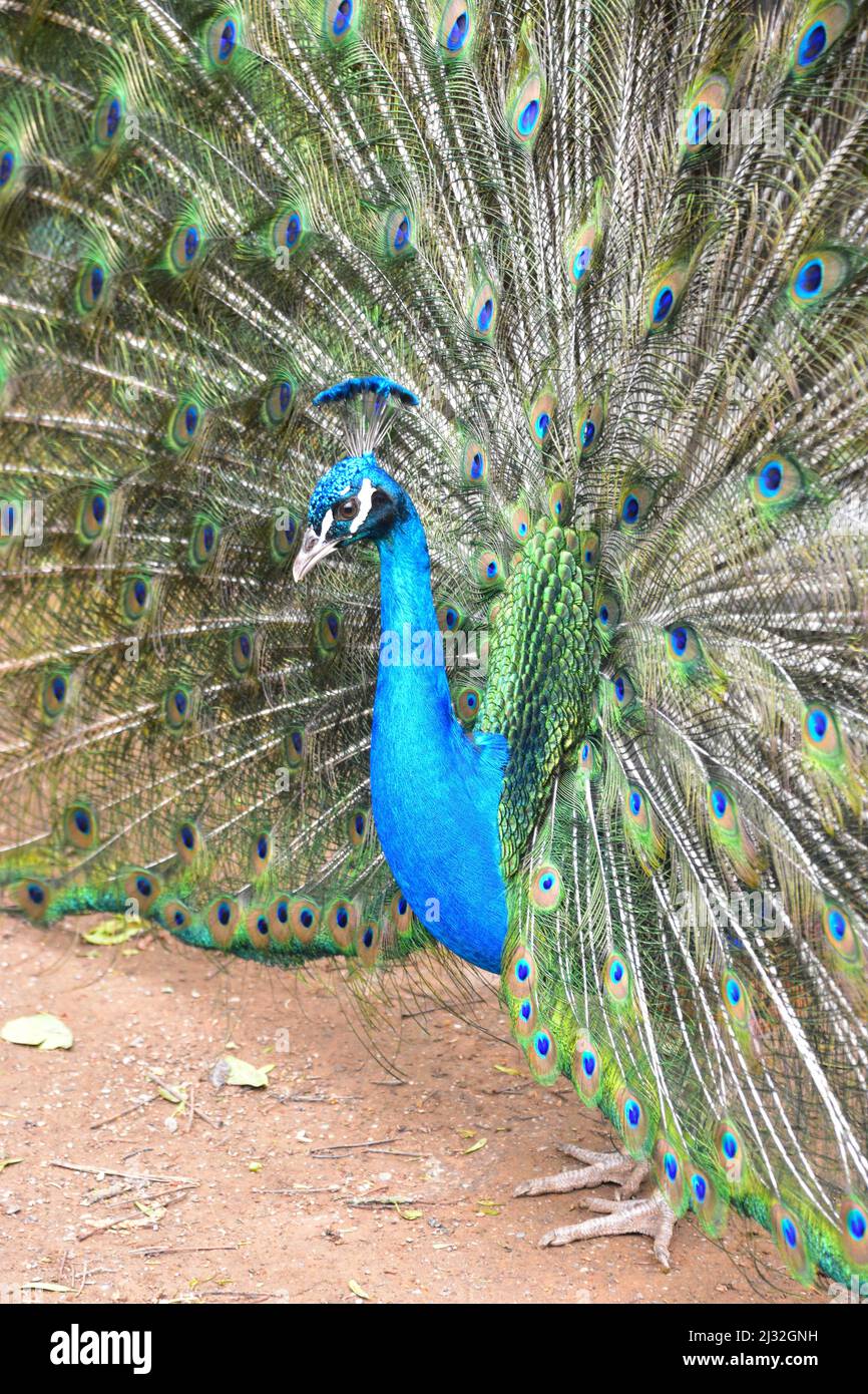 Peacock displaying train Stock Photo - Alamy
