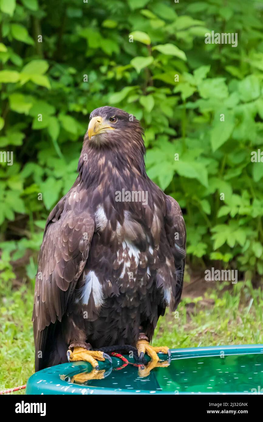 Haliaeetus albicilla - White-tailed Eagle sitting on the edge of a ...