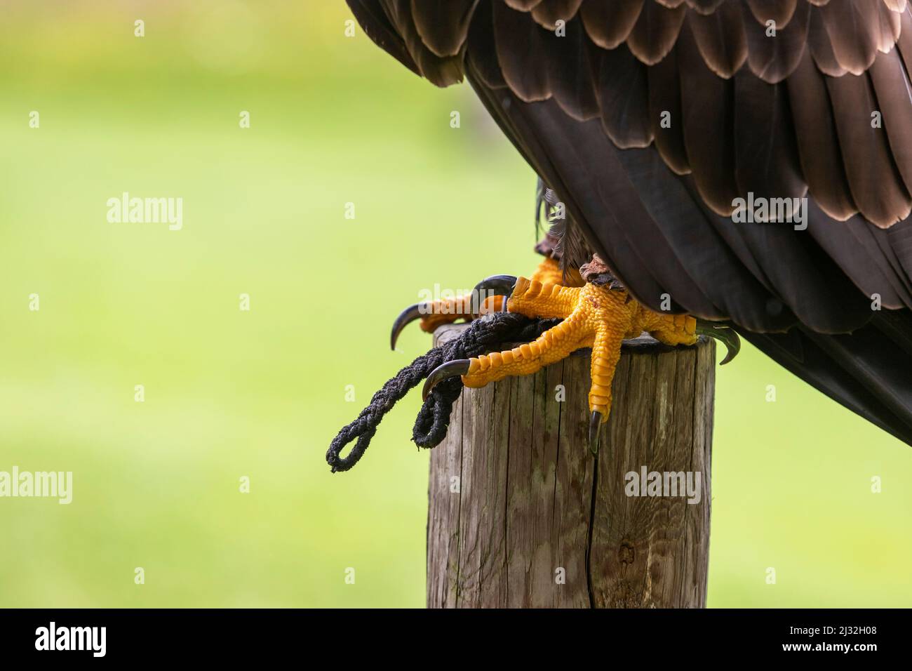 Close-up of the legs and claws of an eagle sitting on a wooden stake ...