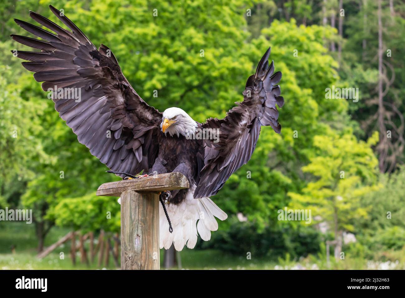 A falcon-headed bald eagle lands on a wooden stake. The eagle has ...
