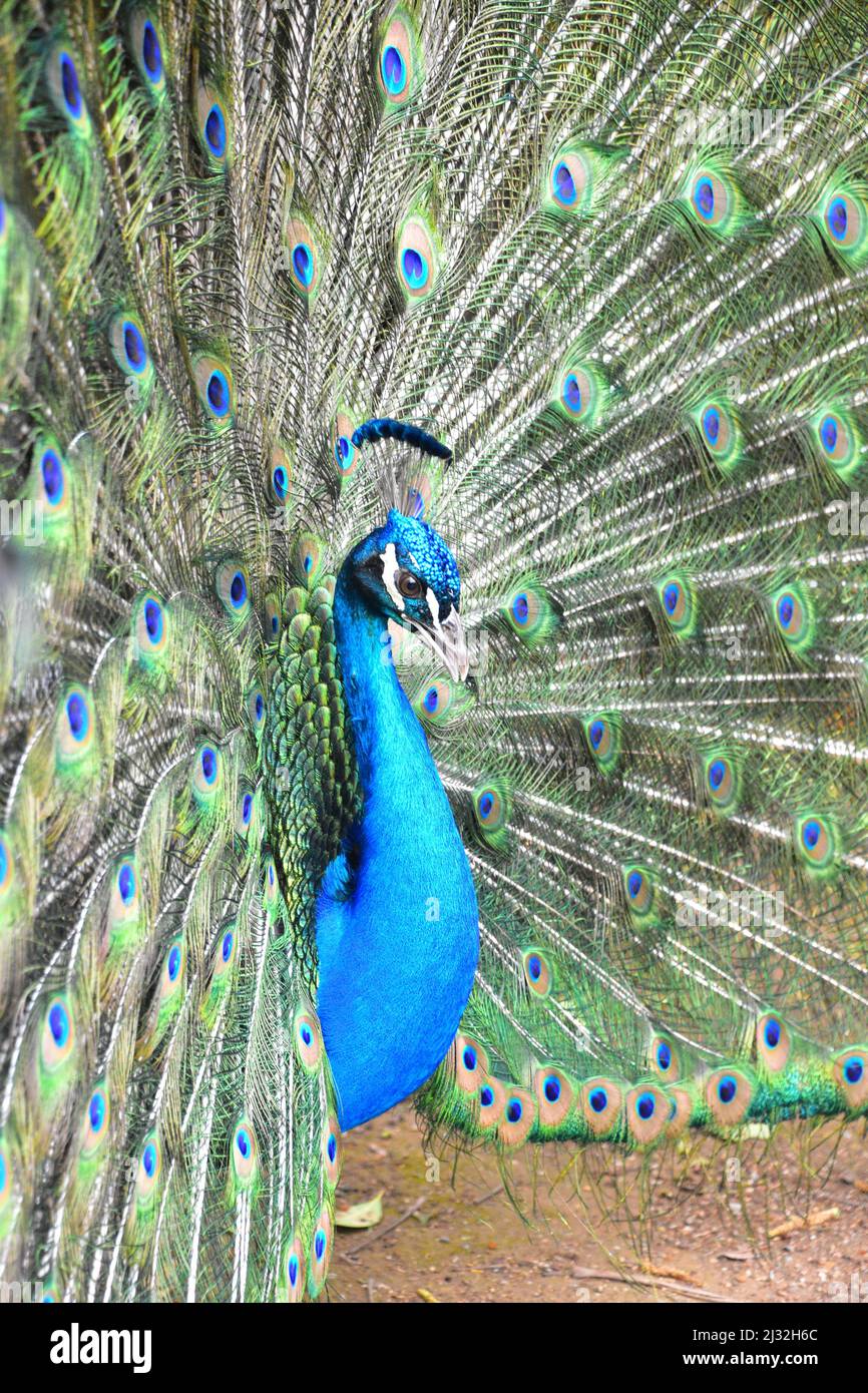 Peacock displaying train Stock Photo - Alamy