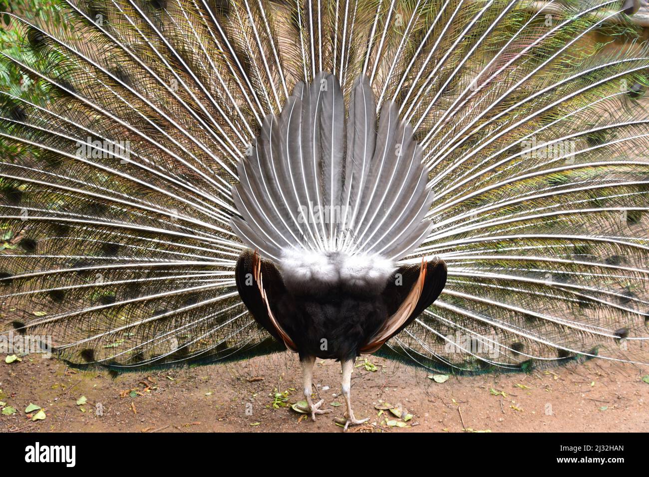 Peacock displaying train Stock Photo - Alamy