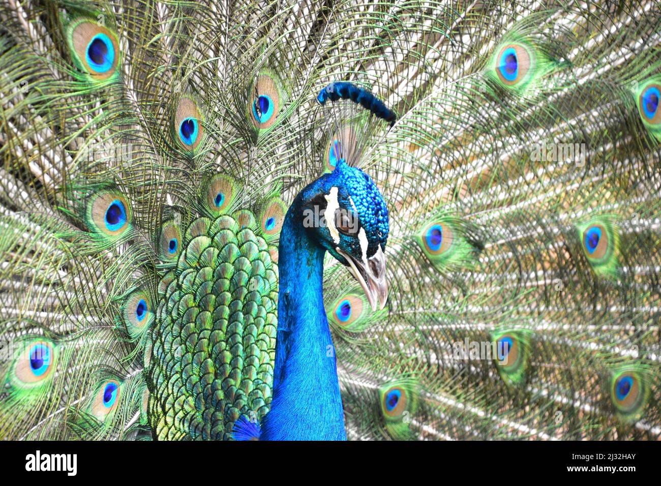 Peacock displaying train Stock Photo - Alamy
