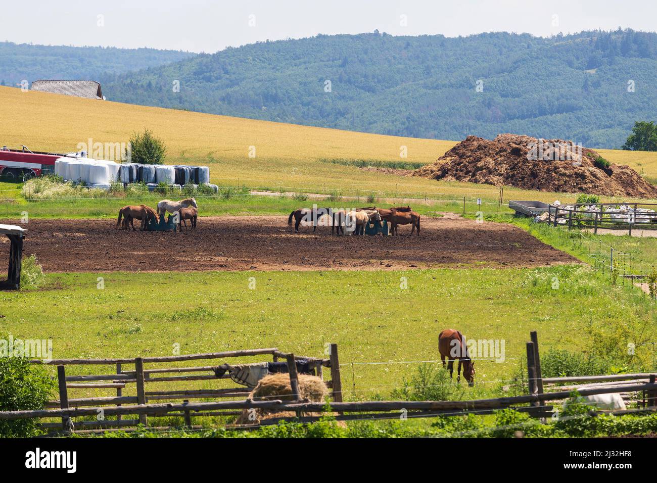 Horses grazing on a ranch are in a corral Stock Photo - Alamy