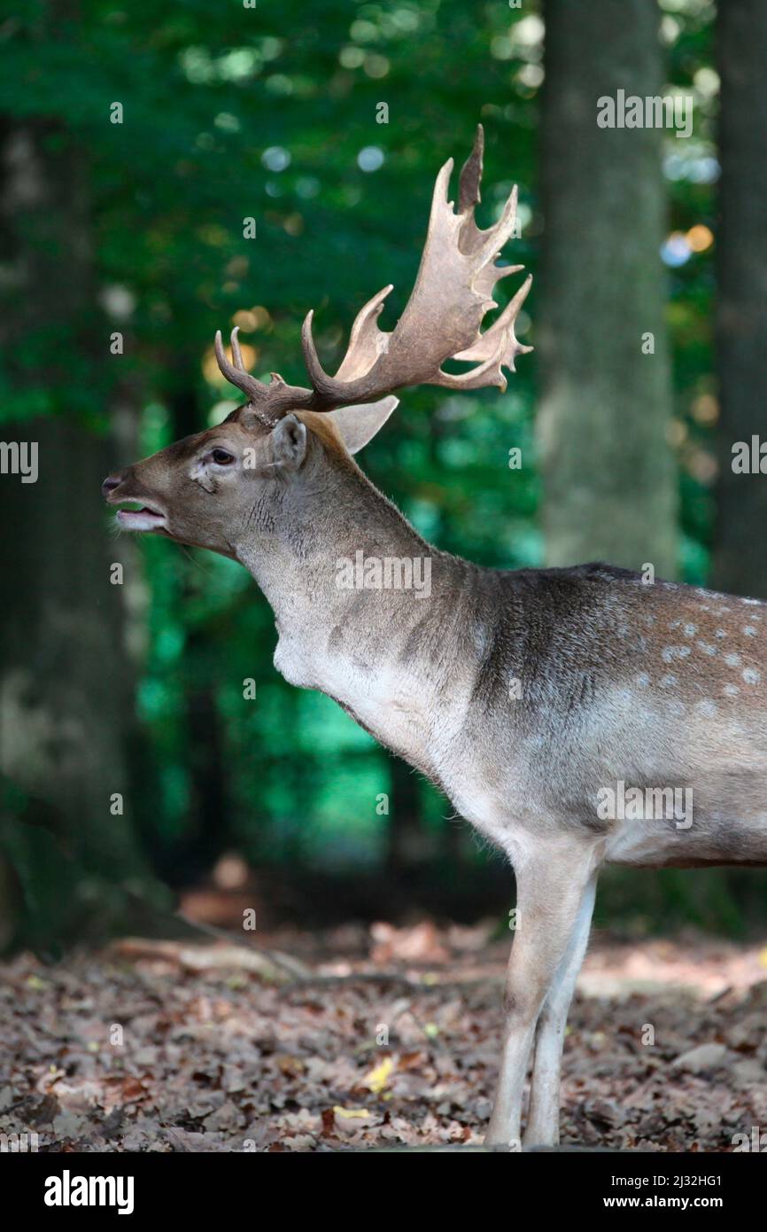 fallow deer stag Stock Photo - Alamy