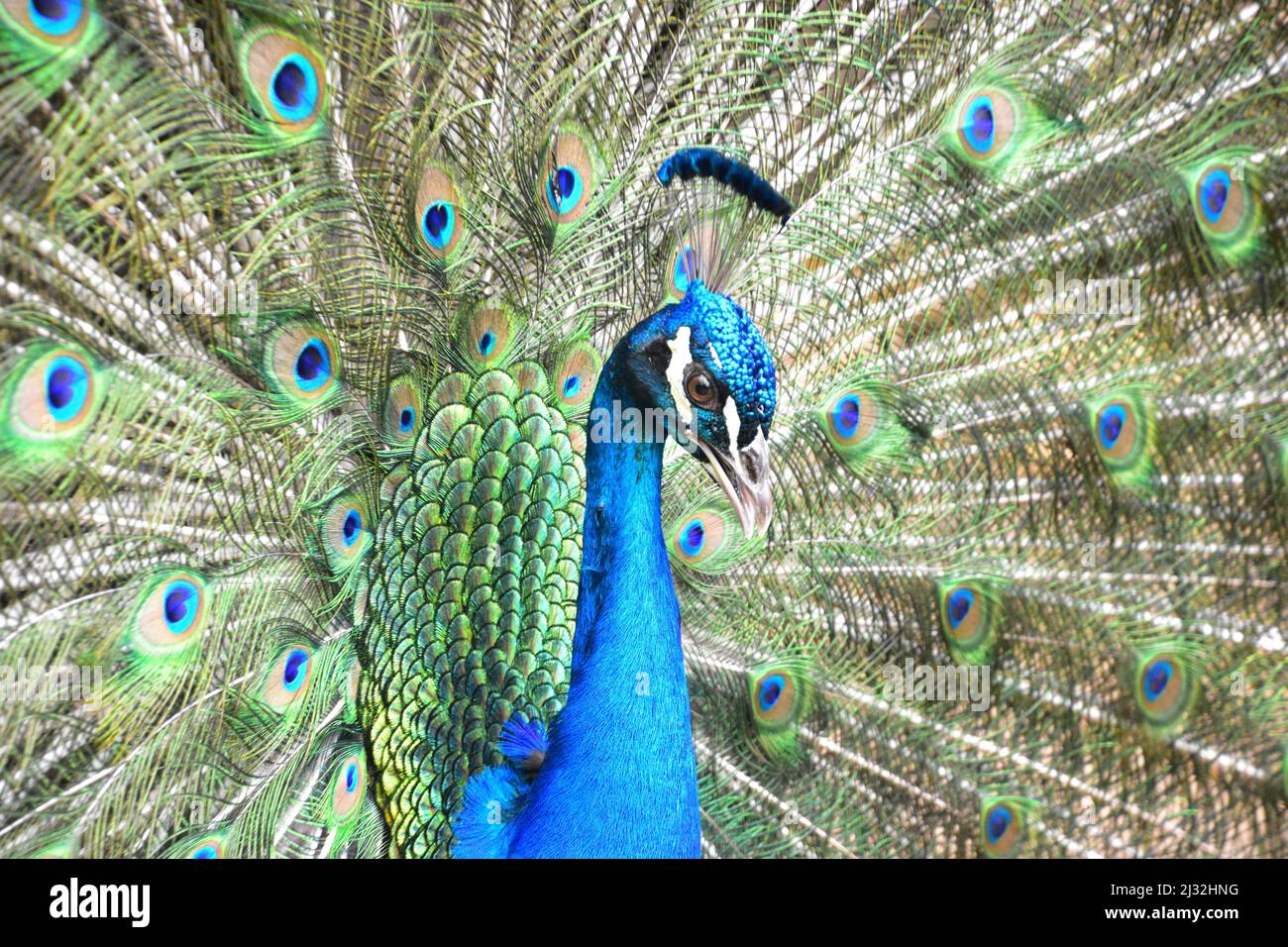 Peacock displaying train Stock Photo - Alamy