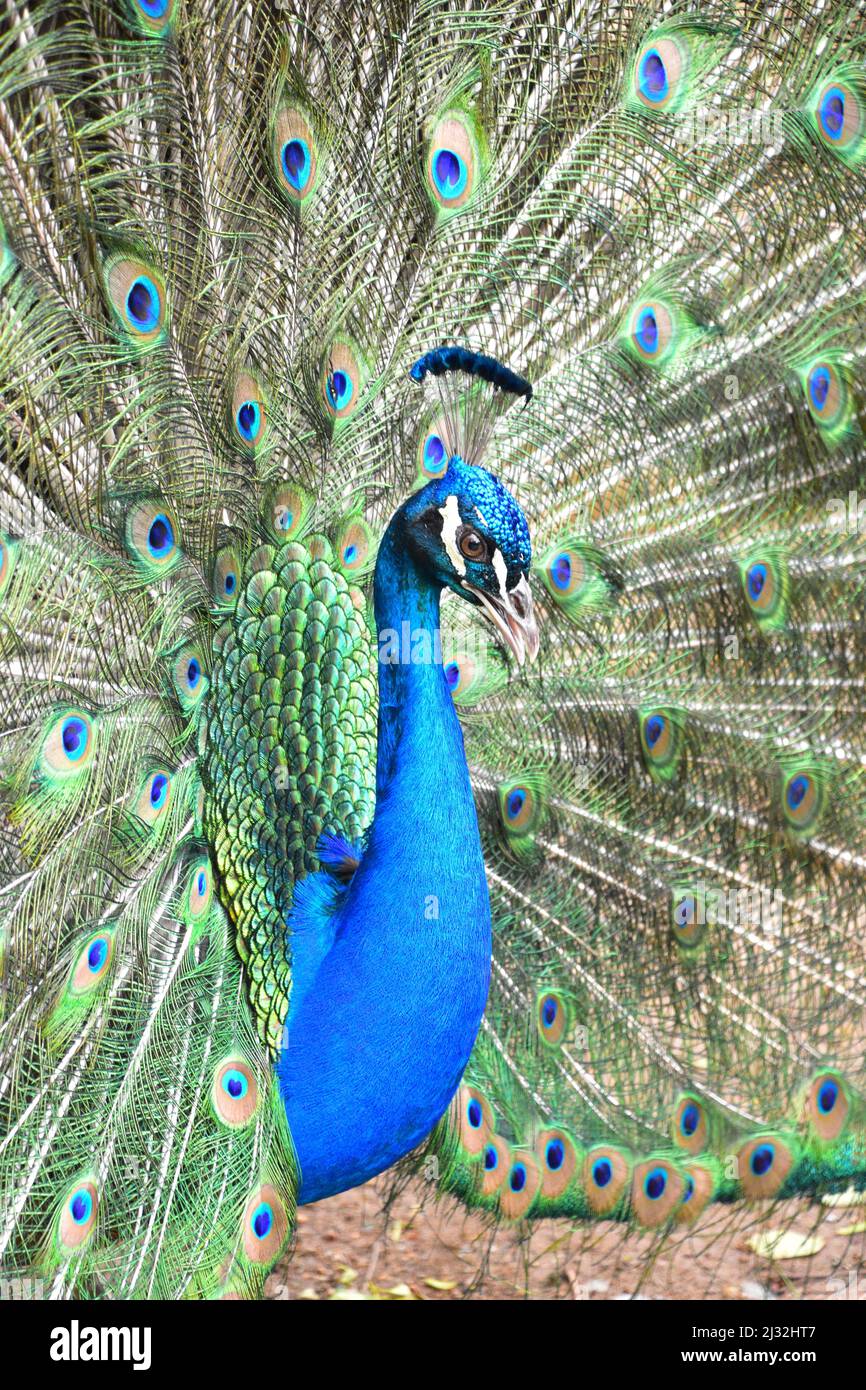 Peacock displaying train Stock Photo - Alamy