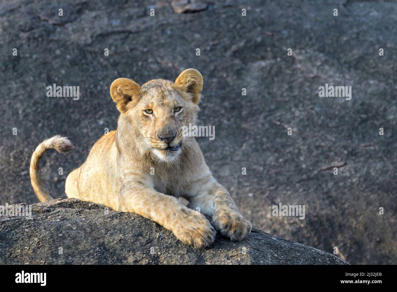 Male lion washing hi-res stock photography and images - Alamy