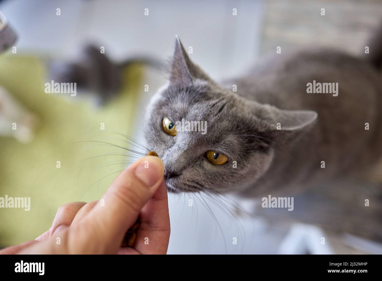 Pet owner feeding cat with dry food granules from hand palm. Man woman ...