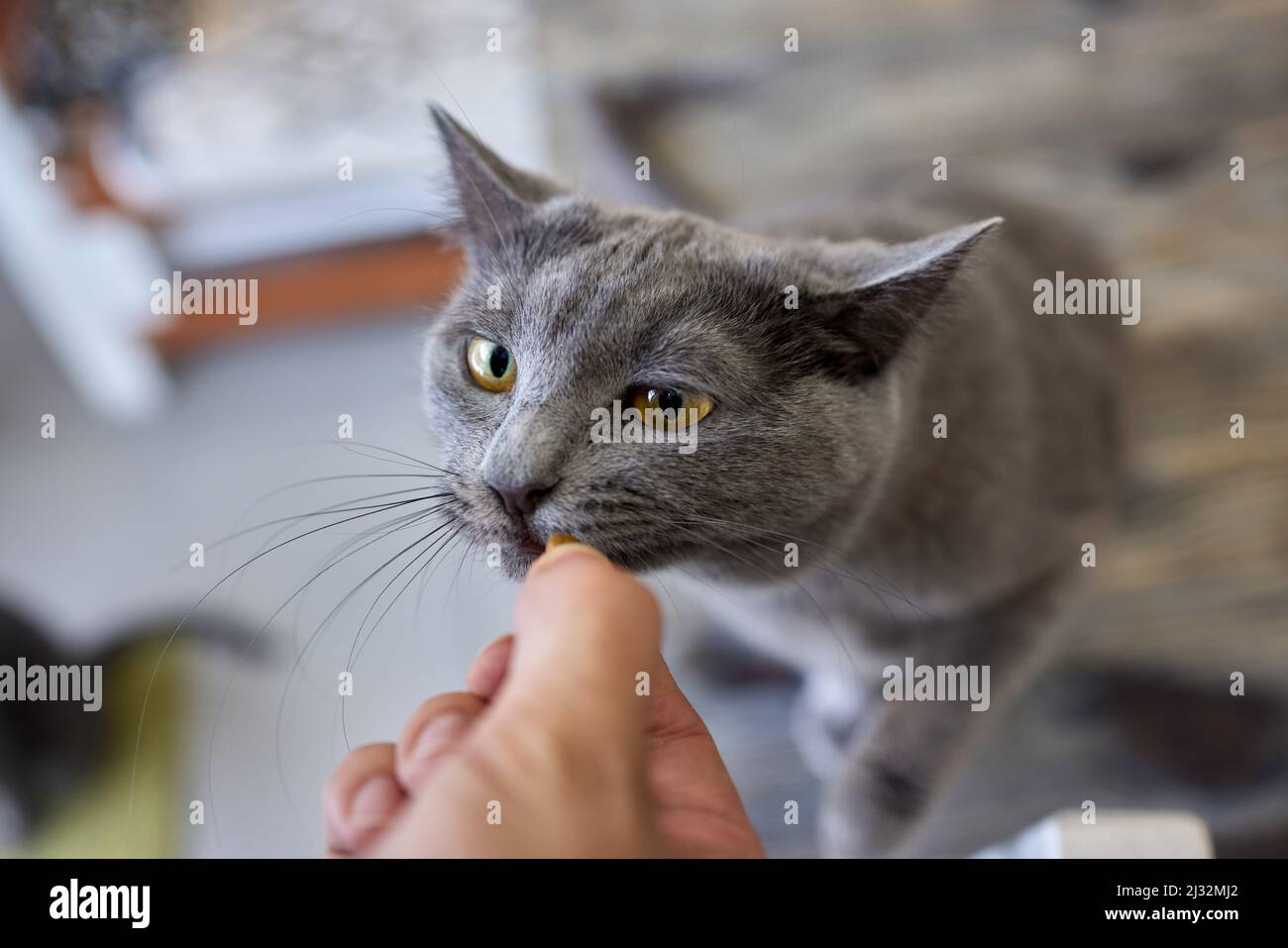 Pet owner feeding cat with dry food granules from hand palm. Man woman ...
