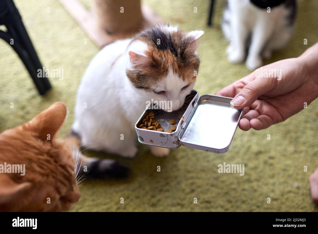 Pet owner feeding cat with dry food granules from hand palm. Man woman ...