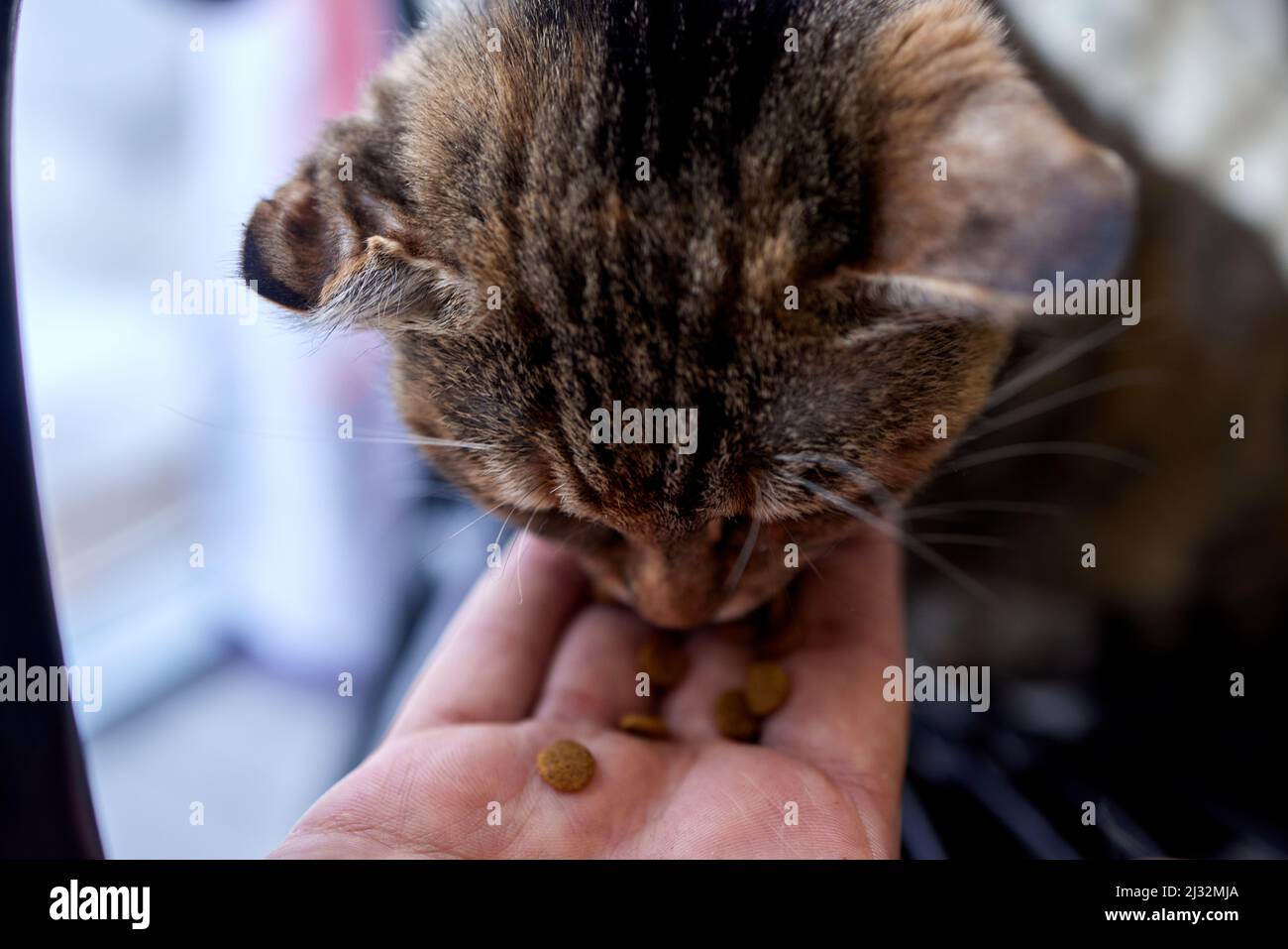Pet owner feeding cat with dry food granules from hand palm. Man woman ...