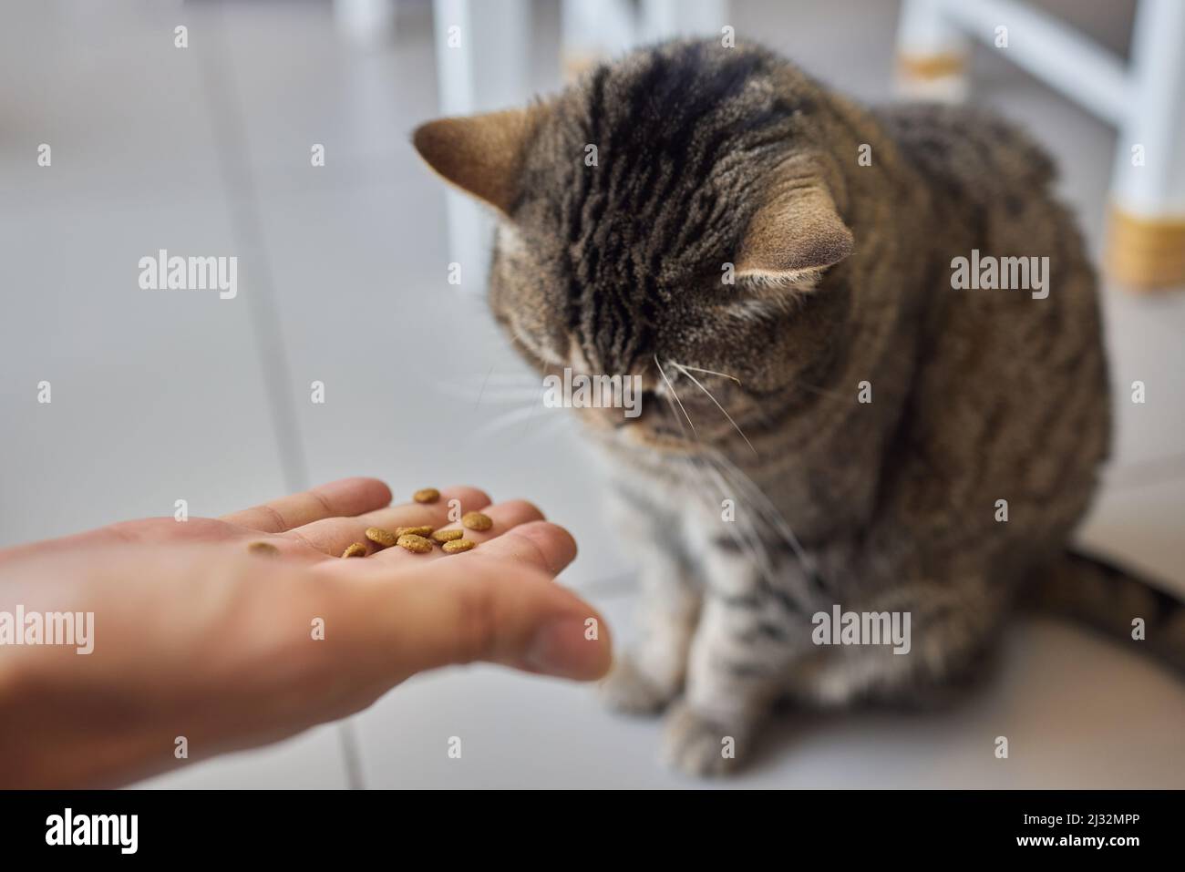 Pet owner feeding cat with dry food granules from hand palm. Man woman ...