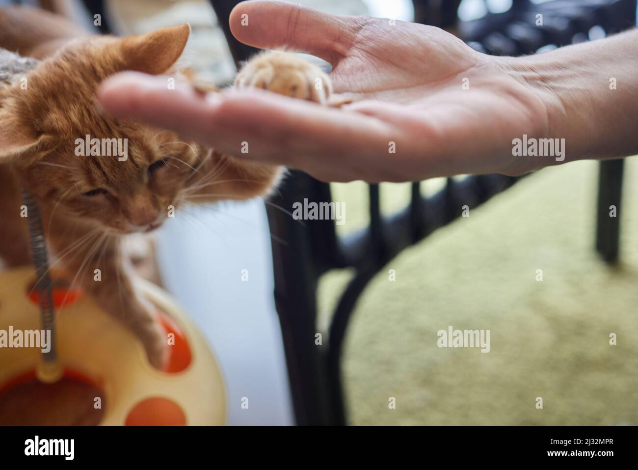 Pet owner feeding cat with dry food granules from hand palm. Man woman ...