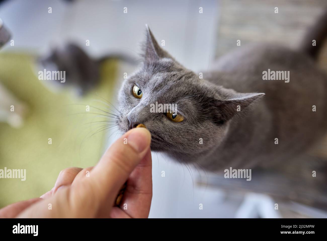 Pet owner feeding cat with dry food granules from hand palm. Man woman ...