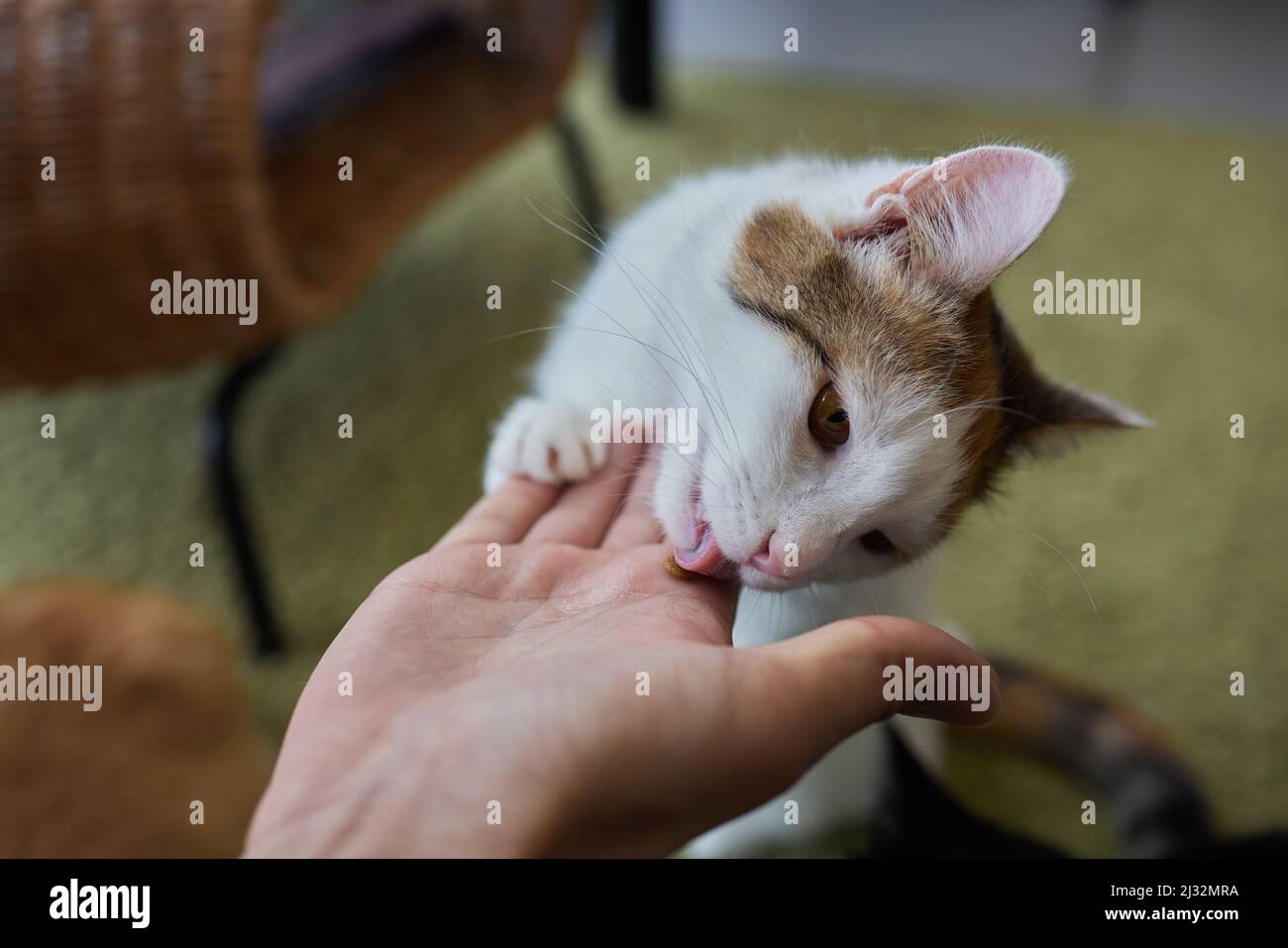Pet owner feeding cat with dry food granules from hand palm. Man woman ...