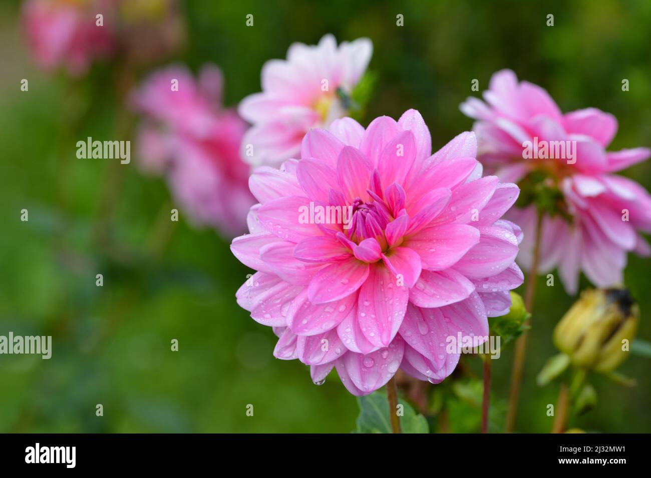 Dahlia botanical hi-res stock photography and images - Alamy
