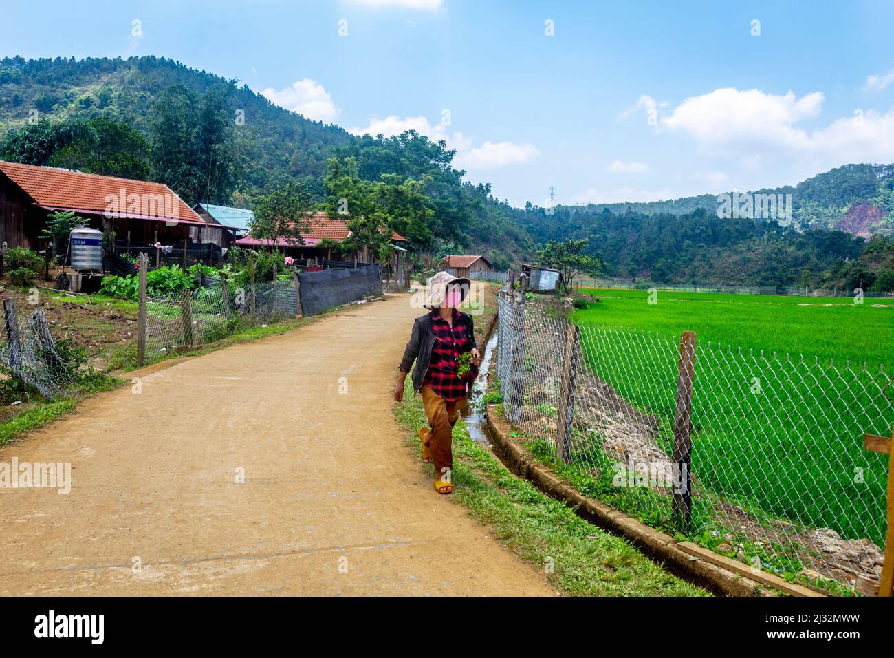 A Vietnamese lady walks down the side of the road in her village in the ...