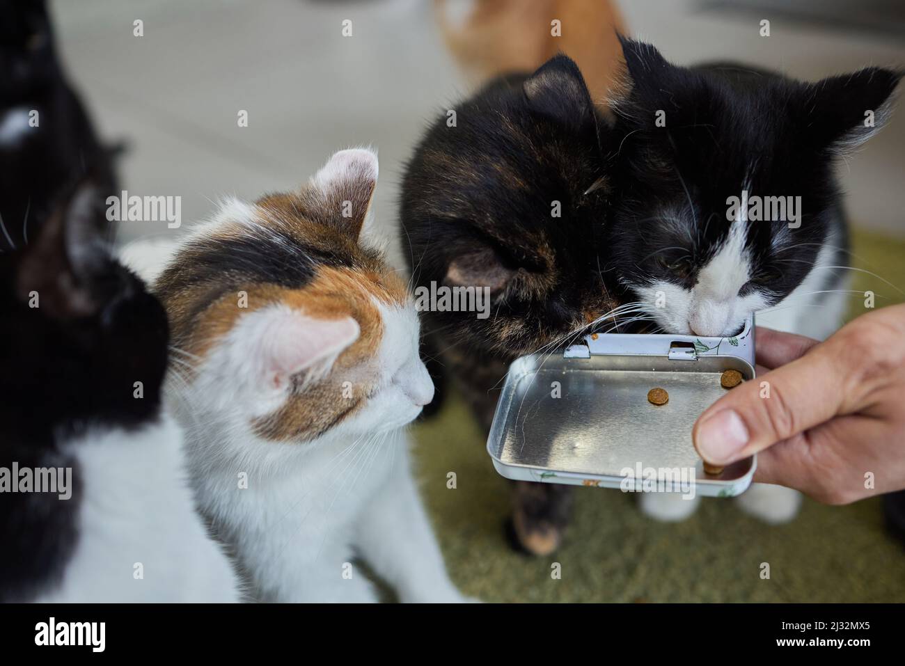 Pet owner feeding cat with dry food granules from hand palm. Man woman ...