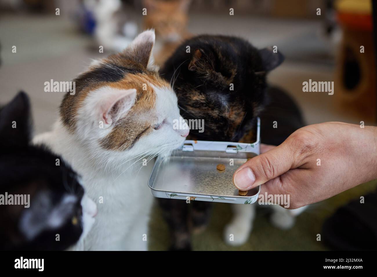 Pet owner feeding cat with dry food granules from hand palm. Man woman ...
