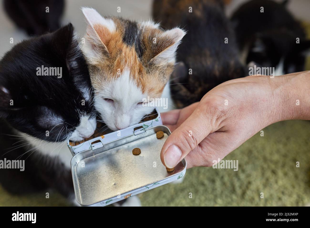 Pet owner feeding cat with dry food granules from hand palm. Man woman ...