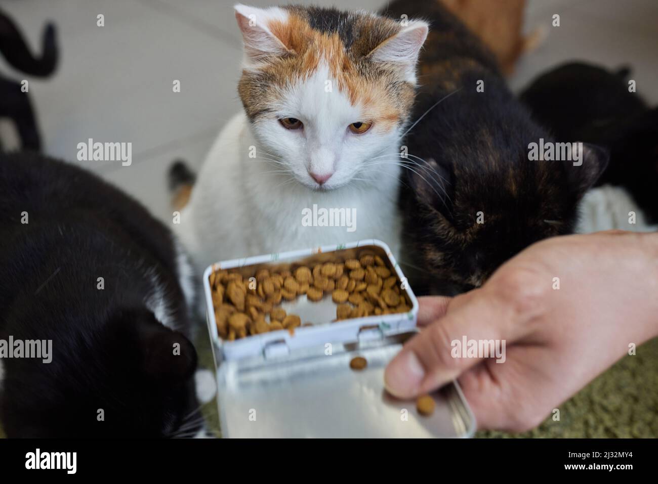 Pet owner feeding cat with dry food granules from hand palm. Man woman ...
