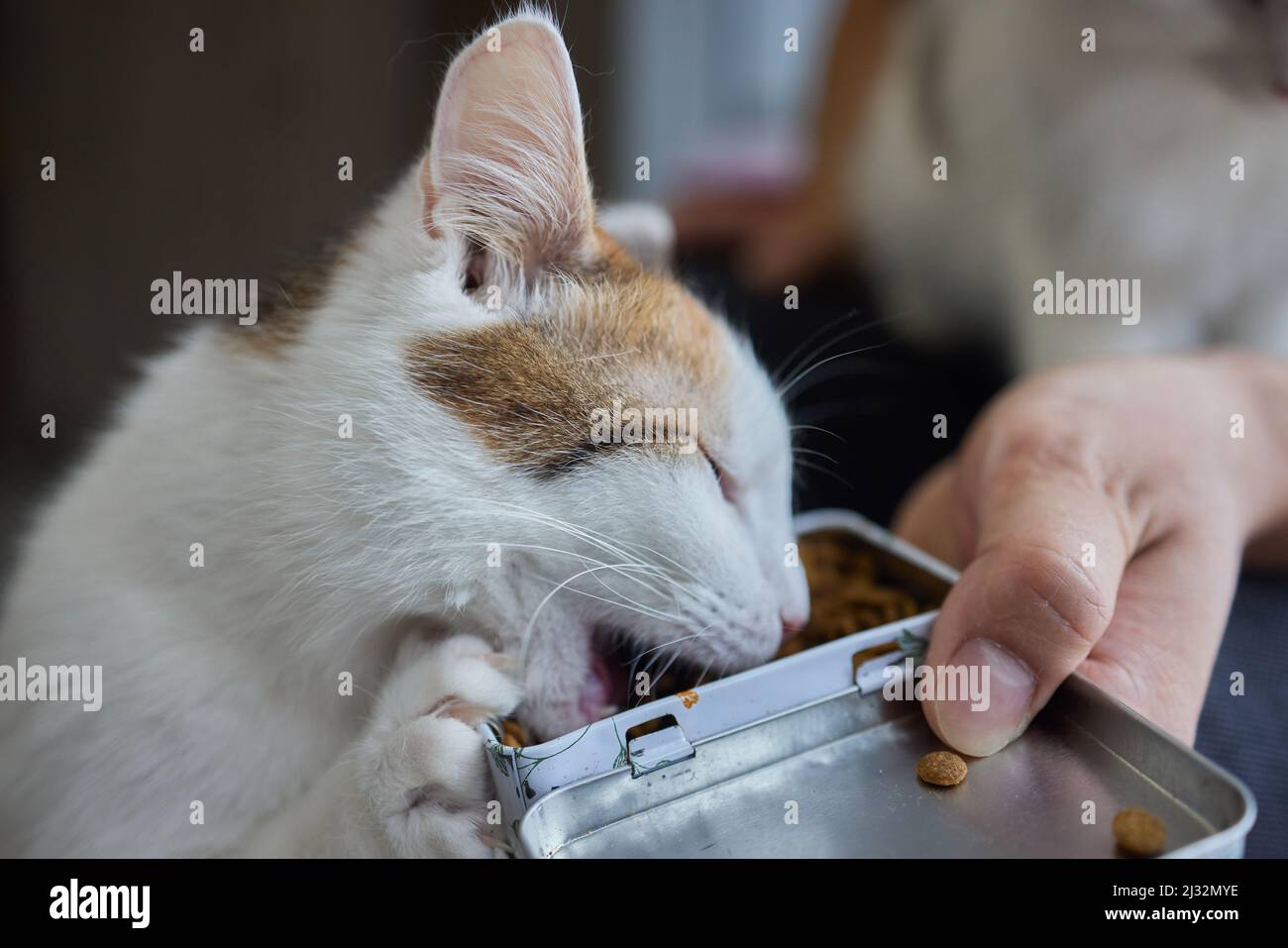 Pet owner feeding cat with dry food granules from hand palm. Man woman ...