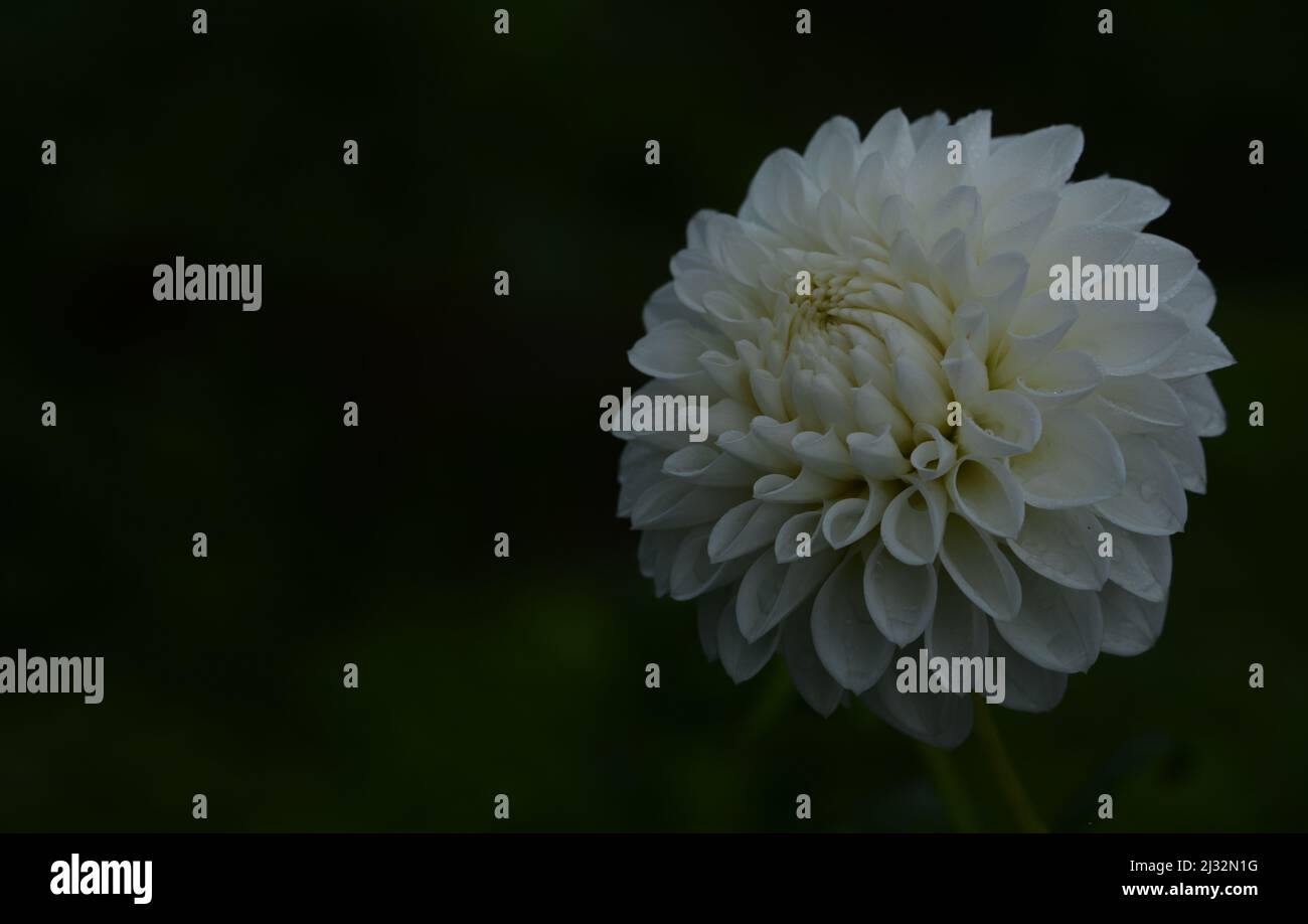 Dahlia botanical hi-res stock photography and images - Alamy