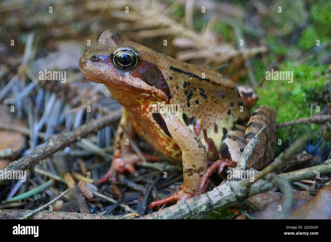Forest frog with gray-green skin sits on wet leaves in the woods on an ...