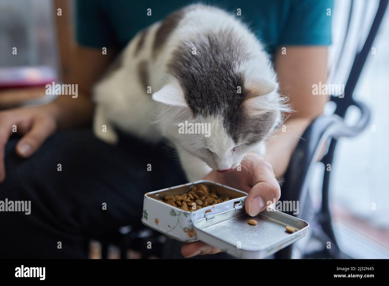 Pet owner feeding cat with dry food granules from hand palm. Man woman ...