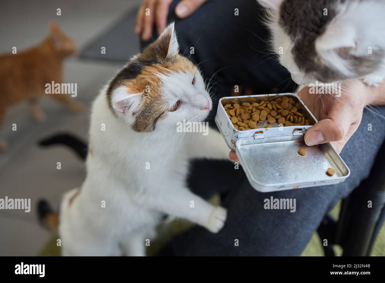 Pet owner feeding cat with dry food granules from hand palm. Man woman ...