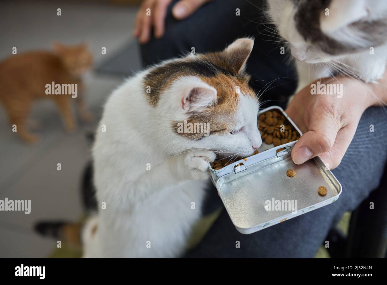 Pet owner feeding cat with dry food granules from hand palm. Man woman ...